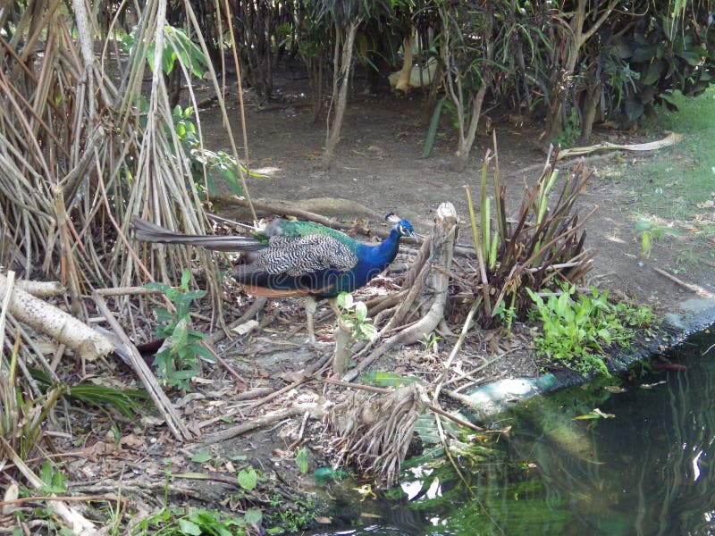 Blue peacock stock photo. Image of laguna, blue, resting - 84887648