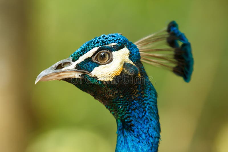 Blue peacock stock photo. Image of beak, elegance, wildlife - 33646740