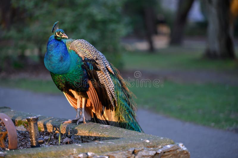Blue Peacock Perched on a Stone Ledge in a Park Stock Photo - Image of ...