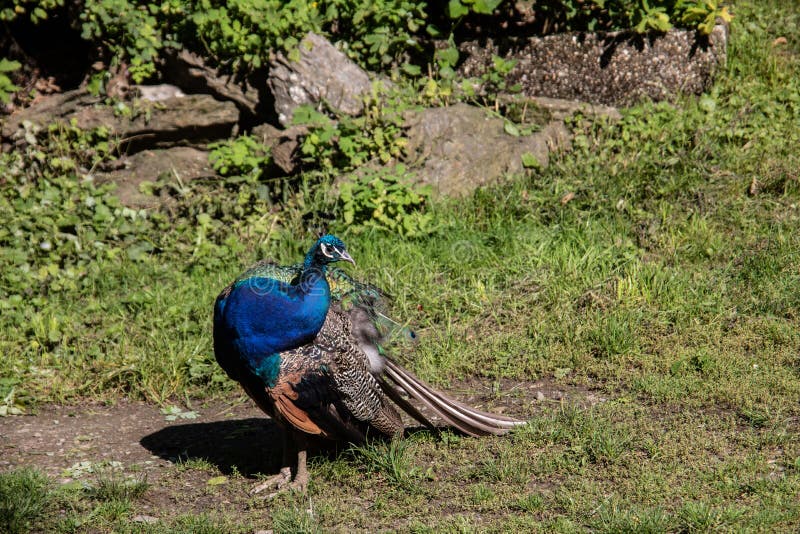 Blue peacock rooster stock image. Image of chicken, headdress - 229008857