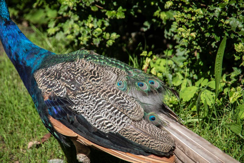 Blue peacock rooster stock image. Image of plumage, graceful - 229008871