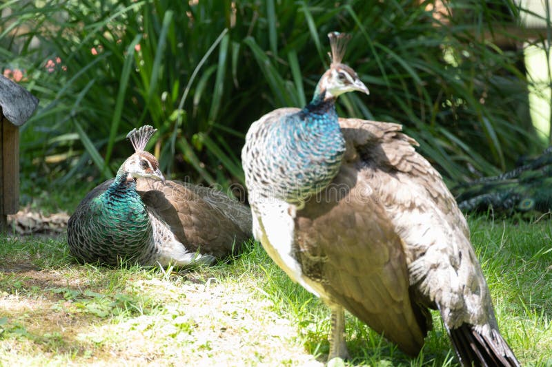 Blue Peacock Rooster Struts Around Stock Photo - Image of chicken ...