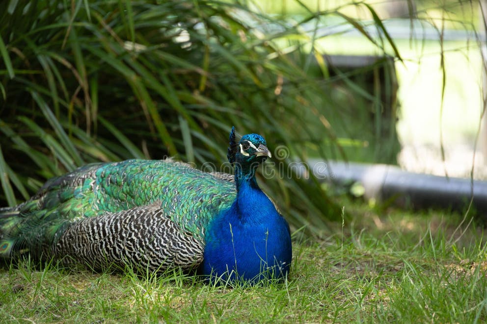 Blue Peacock Rooster Struts Around Stock Image - Image of train ...