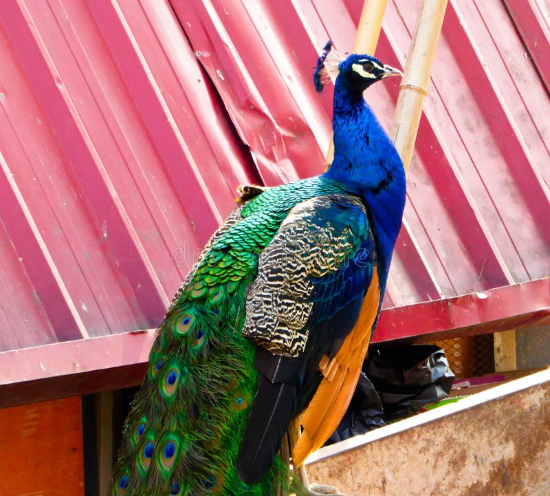 A blue peacock standing stock photo. Image of animal - 101235040