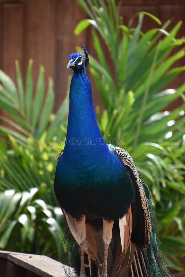 Blue Peacock Standing Up Tall with Plummage Down Stock Photo - Image of ...