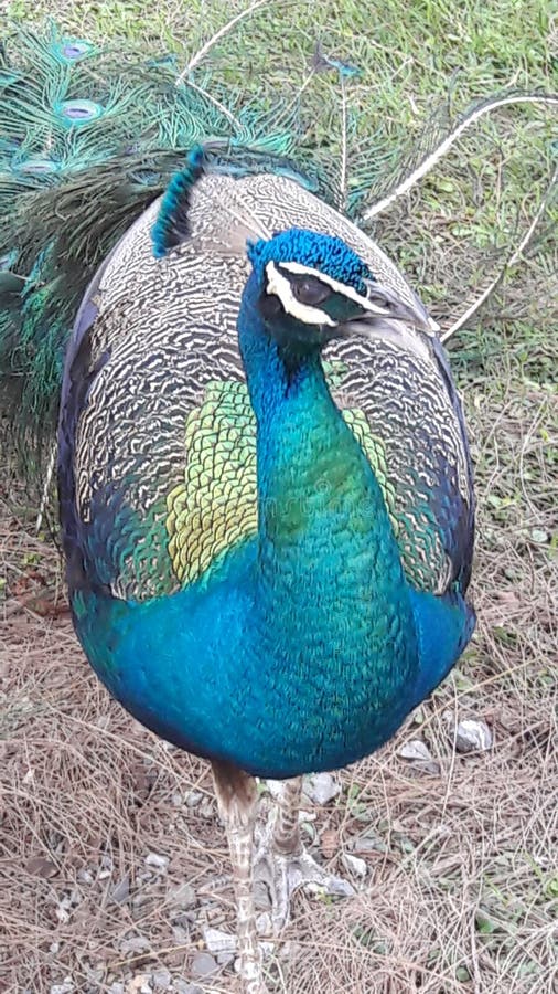 Smart Peacock, beautiful stock photo. Image of peacock - 112043152