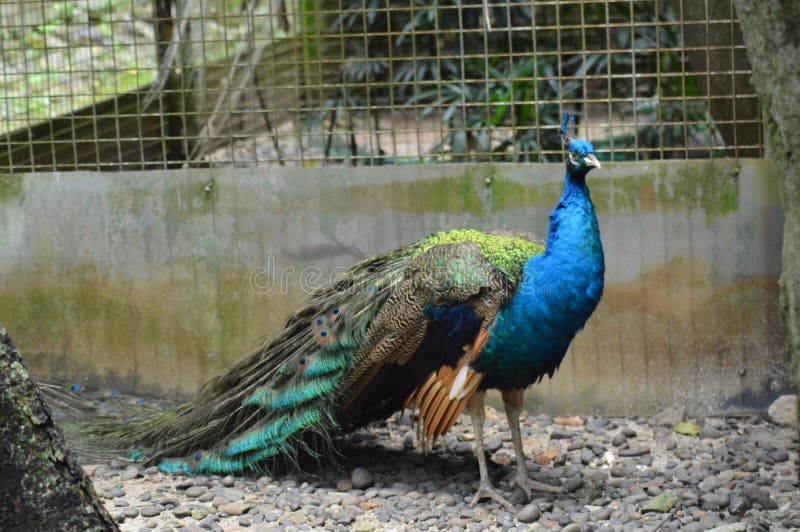 Blue peacock is sunbathing stock photo. Image of quail - 261435182