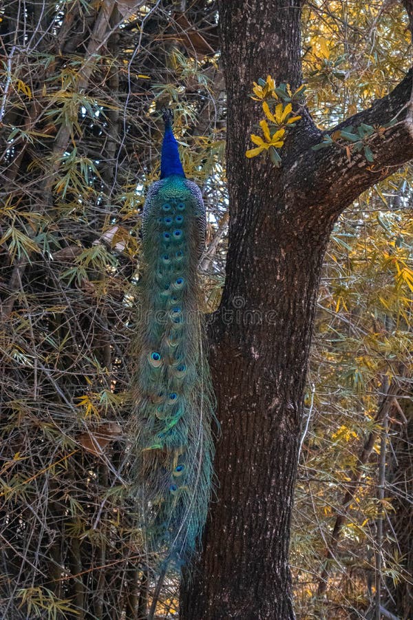 A blue peacock on a tree stock image. Image of yellow - 228481665