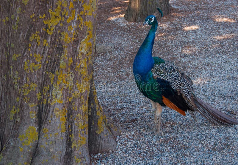 The Blue Peacock Walks Near the Trees Stock Image - Image of blue ...