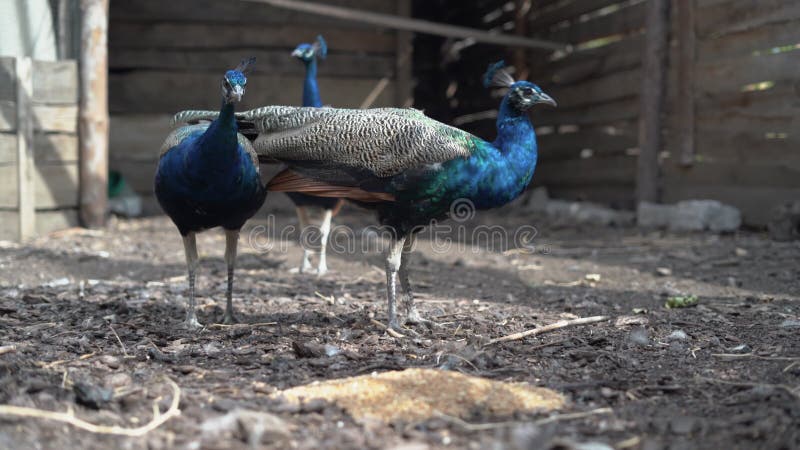 Blue Peafowls Eat Grain at Zoo. Peacock Eating Corn from the Ground ...