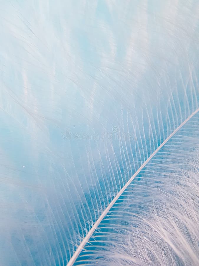 Blue Pen Macro, Middle of the Pen Close-up. Fluffy and Light, Tender ...