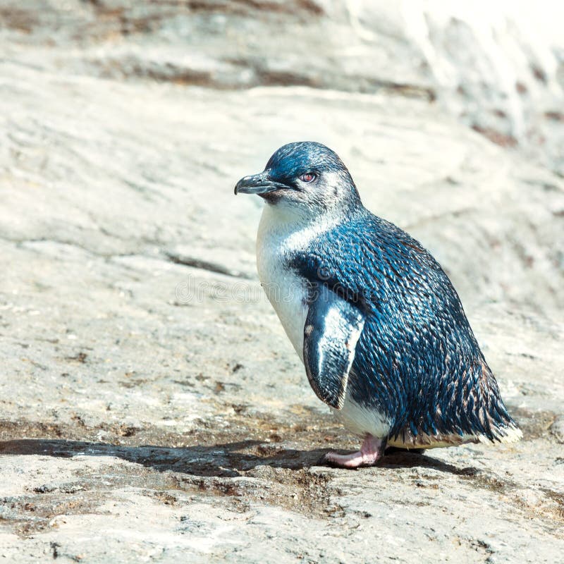 Blue penguin stock image. Image of blue, south, korora - 25124755