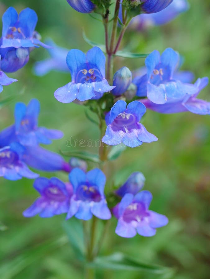 652 Penstemon Flowers Stock Photos - Free & Royalty-Free Stock Photos ...
