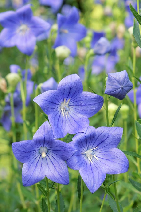 Blue pentagon flower stock image. Image of colorful, gradiflorus - 32900371