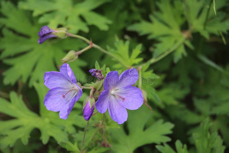 Blue perennial Geranium stock image. Image of geranium - 95303057