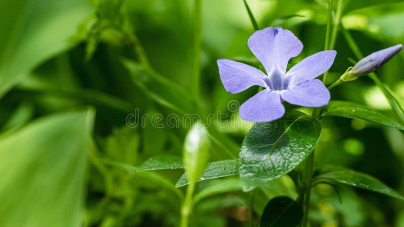Blue Periwinkle Flower on a Background of Green Grass Stock Photo ...