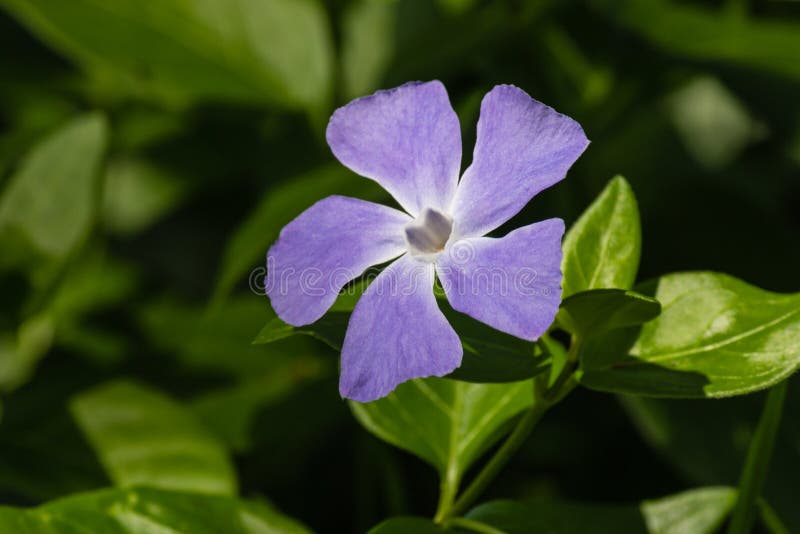 Blue periwinkle flower stock image. Image of invasive - 46784165