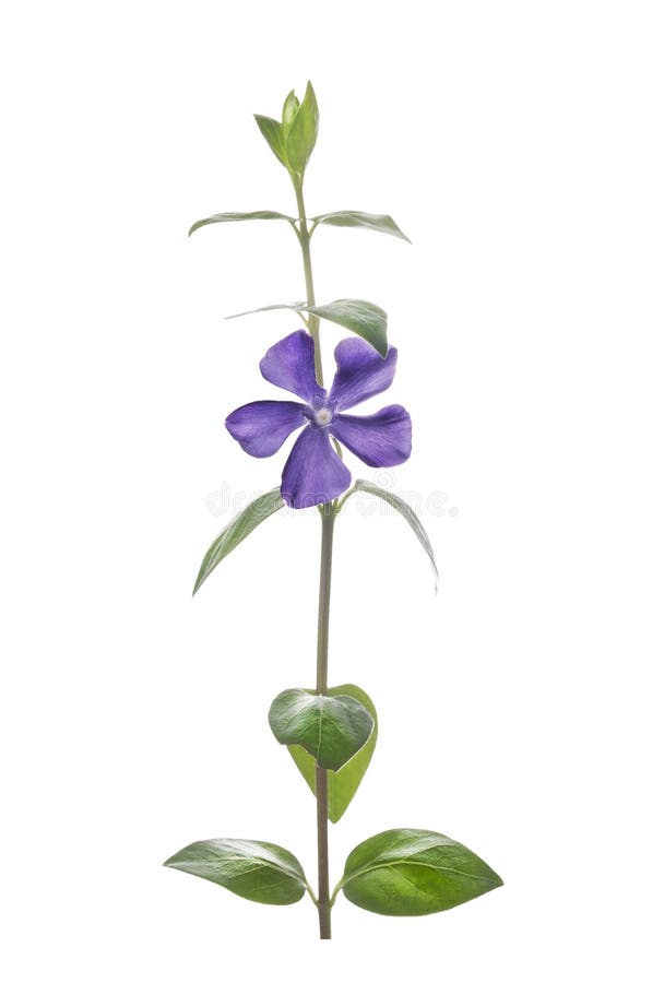 Blue Periwinkle Vinca Minor Stock Image - Image of macro, beauty: 106496121