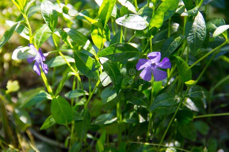 Blue Periwinkle Vinca Minor Stock Image - Image of macro, beauty: 106496121