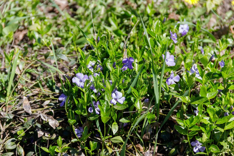 Blue Periwinkle Vinca Minor Stock Image - Image of flora, grass: 128107561