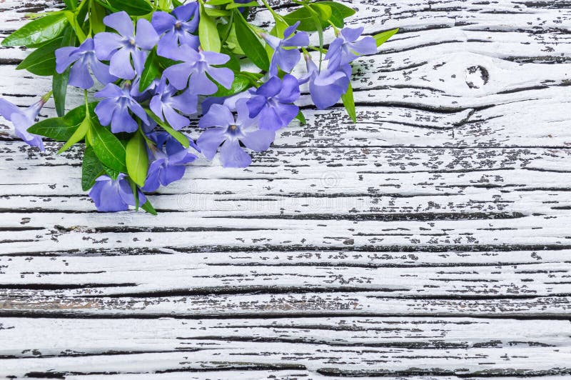 218 Periwinkle Flower Border Stock Photos - Free & Royalty-Free Stock ...