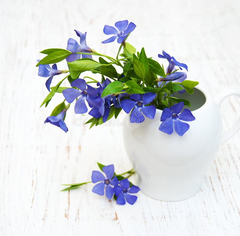 Blue Perwinkle flowers stock photo. Image of floral, gardening - 67033326