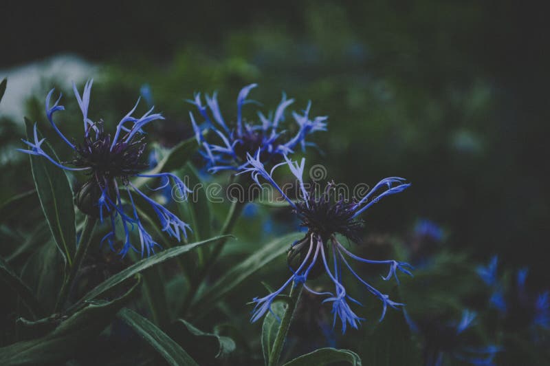 Blue Petaled Plant stock photo. Image of plant, garden - 109362316