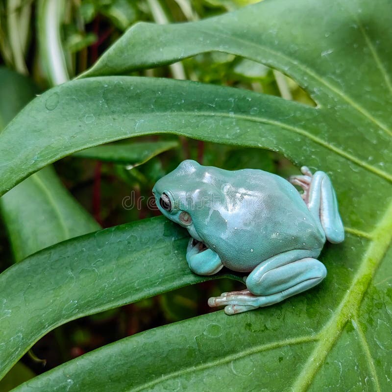 Blue Phase Dumpy Tree Frog stock photo. Image of tree - 283707950