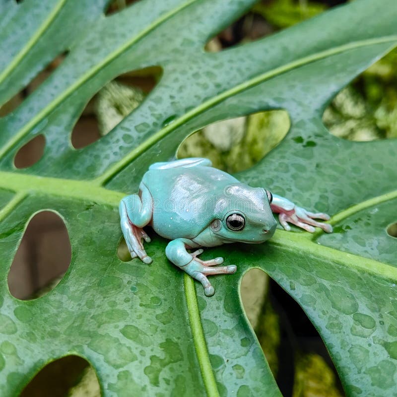 Blue Phase Dumpy Tree Frog stock photo. Image of frog - 283707968