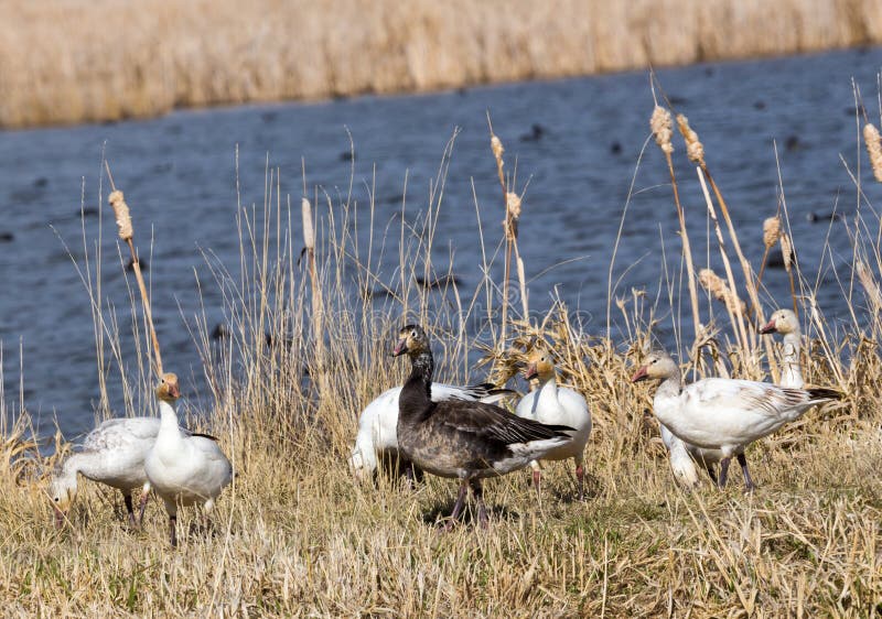 Snow Geese stock image. Image of flock, wildlife, geese - 99382459