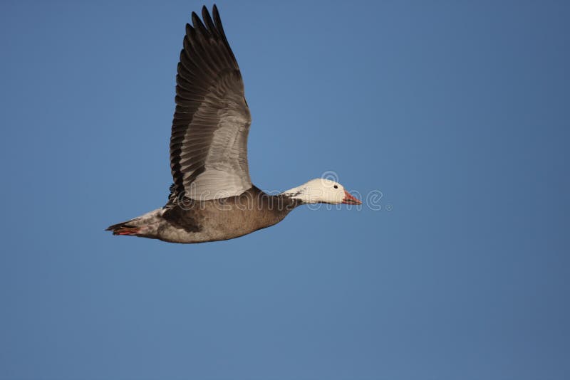 Snow Goose stock image. Image of canada, goose, bird - 34904073