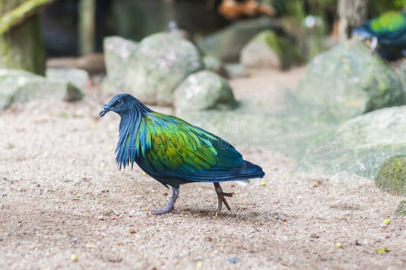 Blue Pheasant (Phasianus Versicolor) Stock Image - Image of color, full ...