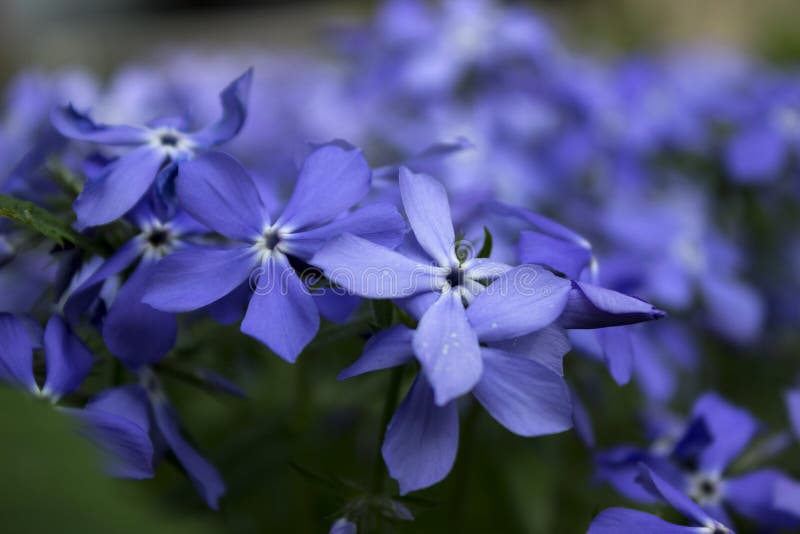 Blue Phlox Bloom in the Spring in the Garden Stock Image - Image of ...