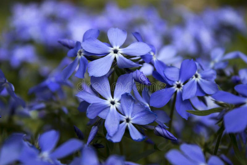 Blue Phlox Bloom in the Spring in the Garden Stock Photo - Image of ...