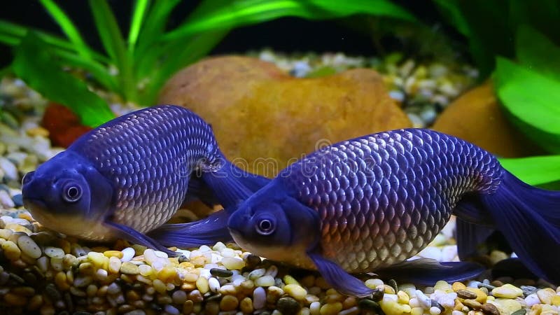 Blue phoenix egg fish stock footage. Video of pearlscale - 87794930