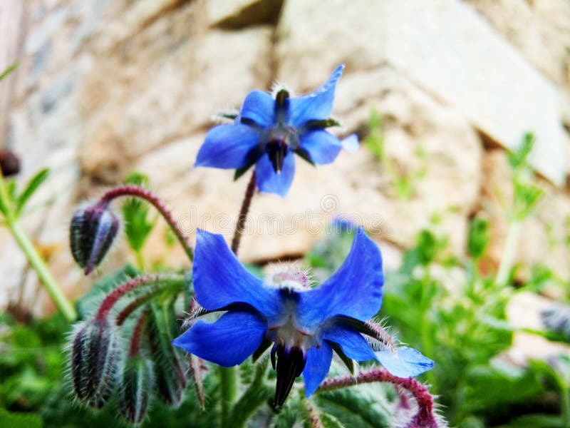 Blue Phoenix stock image. Image of blue, nature, natural - 165459879