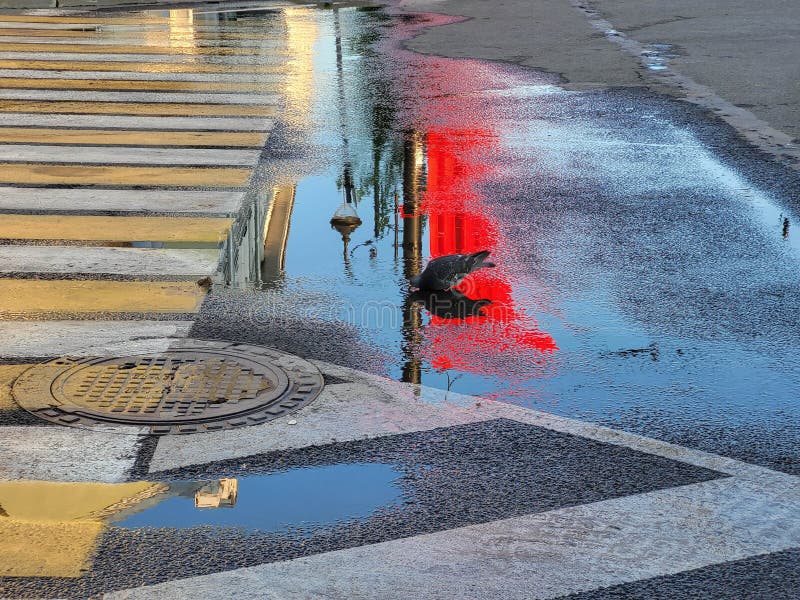 A Blue Pigeon Drinks from a Puddle on the Roadway, a Red Flag is ...