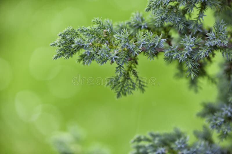 Blue pine. stock photo. Image of nature, backgrouns - 100917464