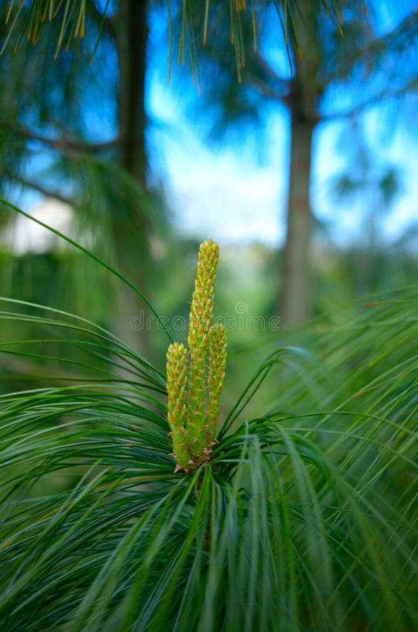 Blue pine. stock photo. Image of hanging, ecology, pinewood - 91247300