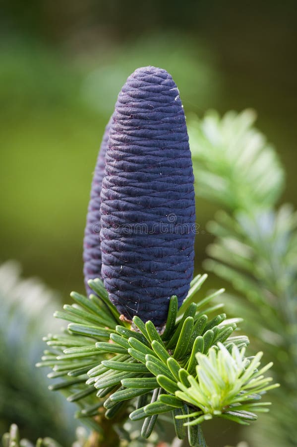 Blue Pine Cones stock image. Image of green, macro, color - 52961411