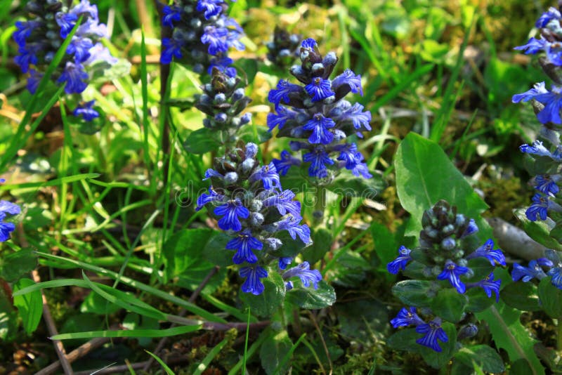 Blue pine in the forest stock image. Image of flower - 179486887