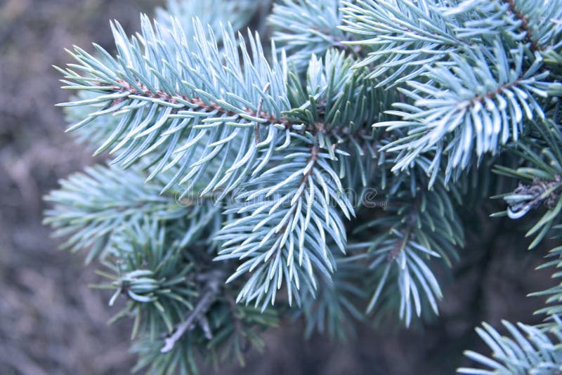 Blue pine tree stock photo. Image of cold, year, seasonal - 320308