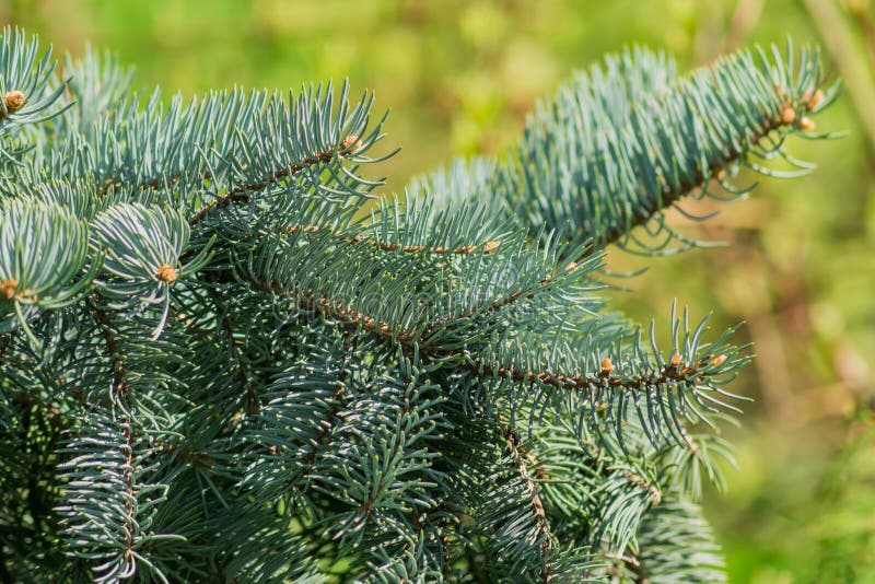 Blue Pine Tree with Bright Blue Needles in Spring Stock Photo - Image ...