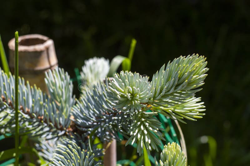 Blue pine stock photo. Image of countryside, green, environment - 320437792