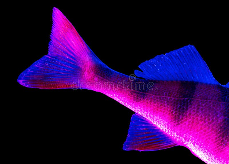 Blue Fin Fish Isolated on Black Background Stock Image - Image of water ...