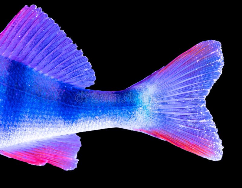 Blue Fin Fish Isolated on Black Background Stock Image - Image of water ...