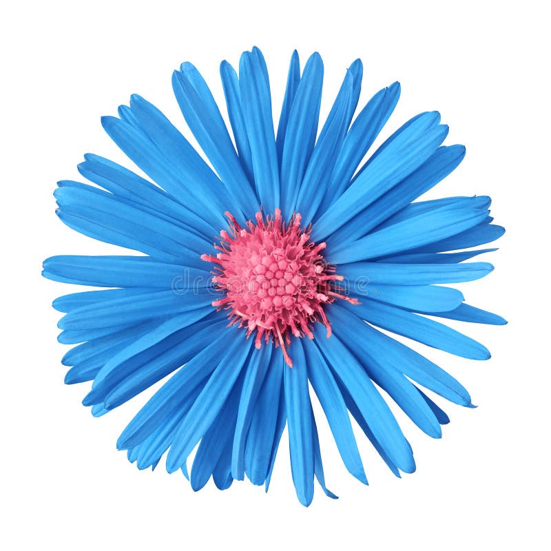 Pink Flower of Apple Tree Sakura Isolated on White Background. Close-up ...