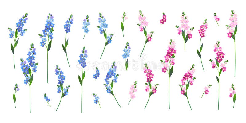 Pink Forget-me-not. Pattern. Watercolor Botanical Illustration Included ...