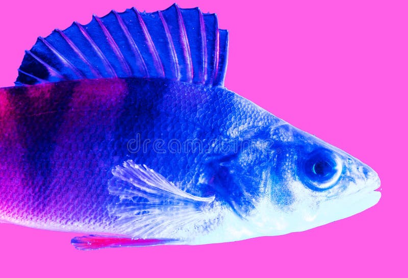 699 Pink Perch Fish Stock Photos - Free & Royalty-Free Stock Photos ...