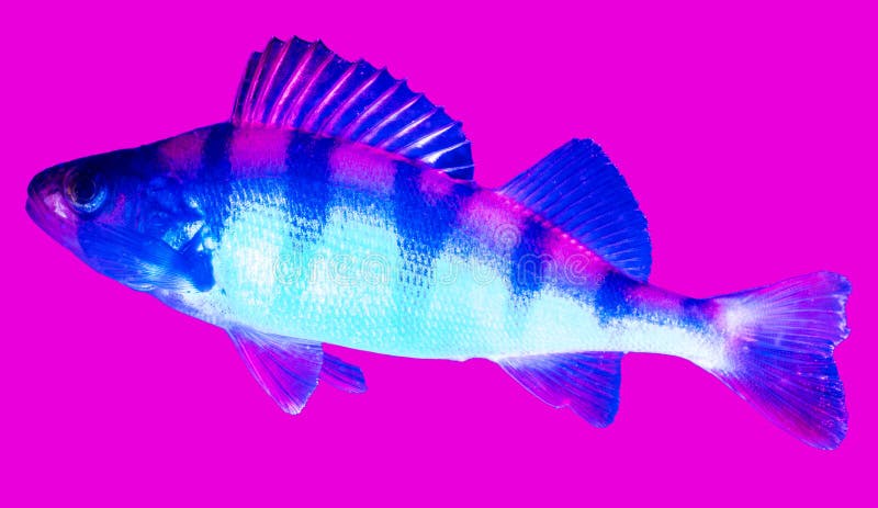 Perch Fish Fins in Blue and Pink Color Isolated on White Background ...